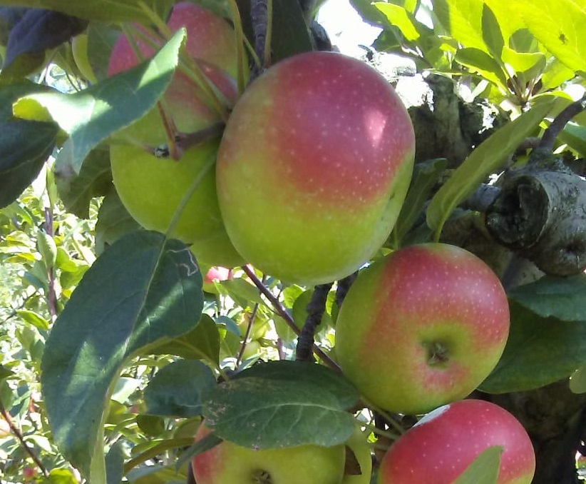 Ricerca Unicam: La Mela Rosa dei Sibillini nell'editoria scientifica ...